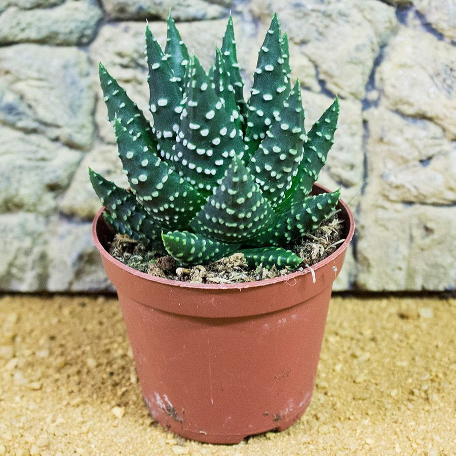 Arid Plants